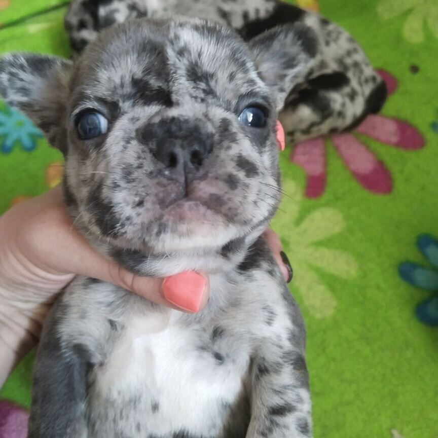 Бульдожата с документами