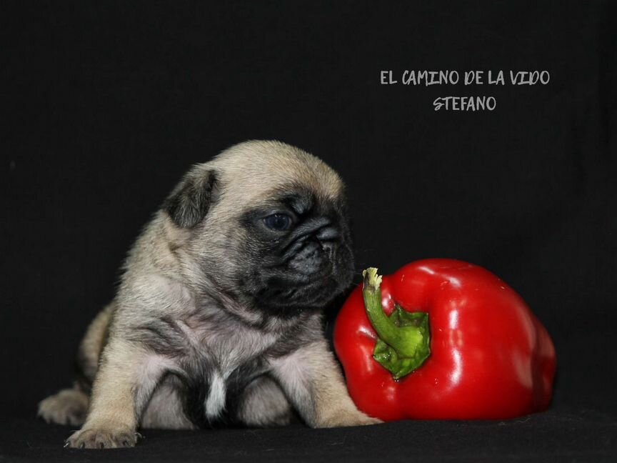 Щенки Мопса