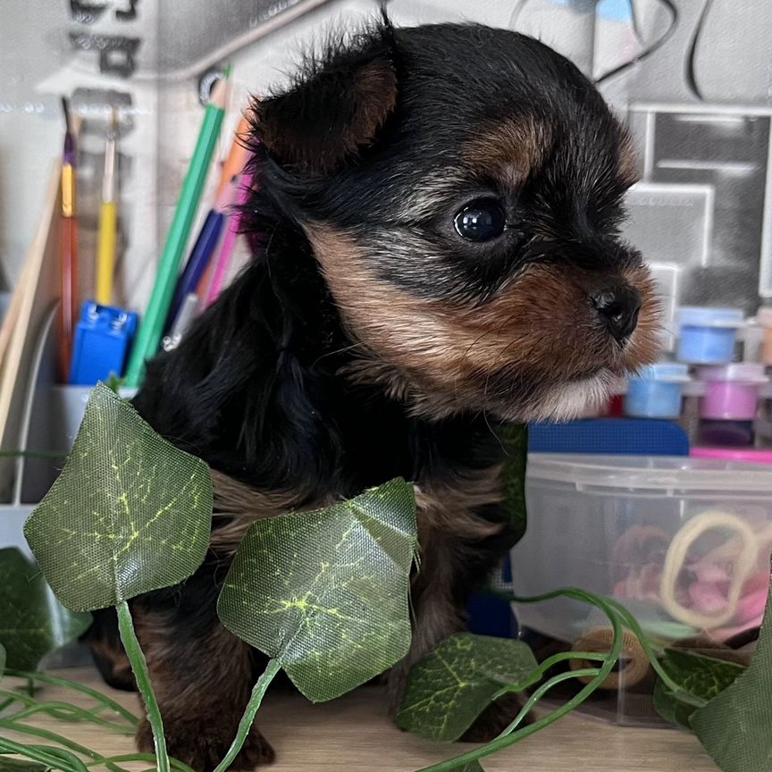 Йоркширский терьер, щенок