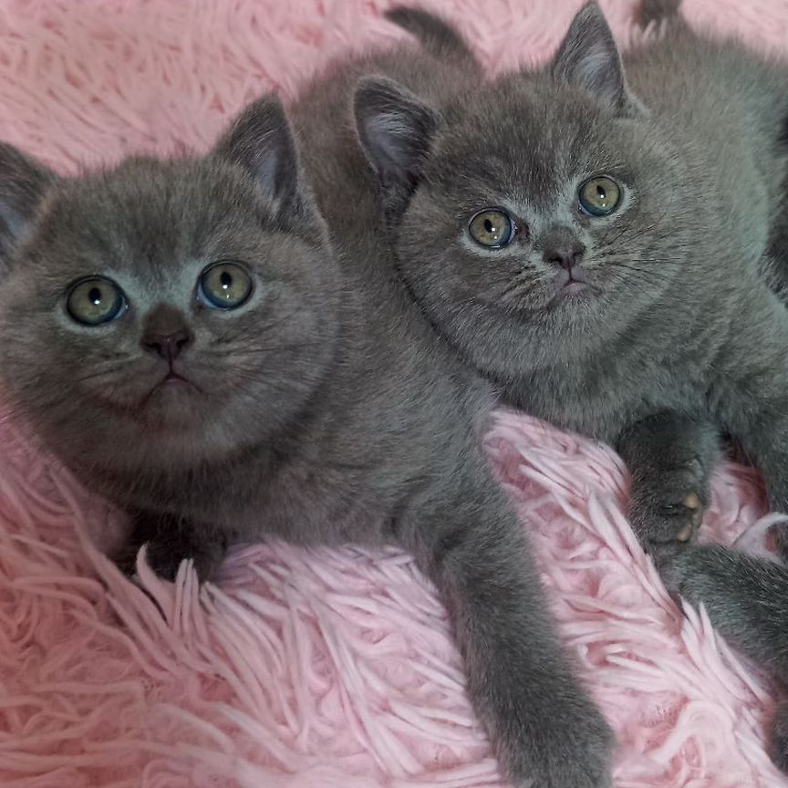 Британские котята короткошерстные