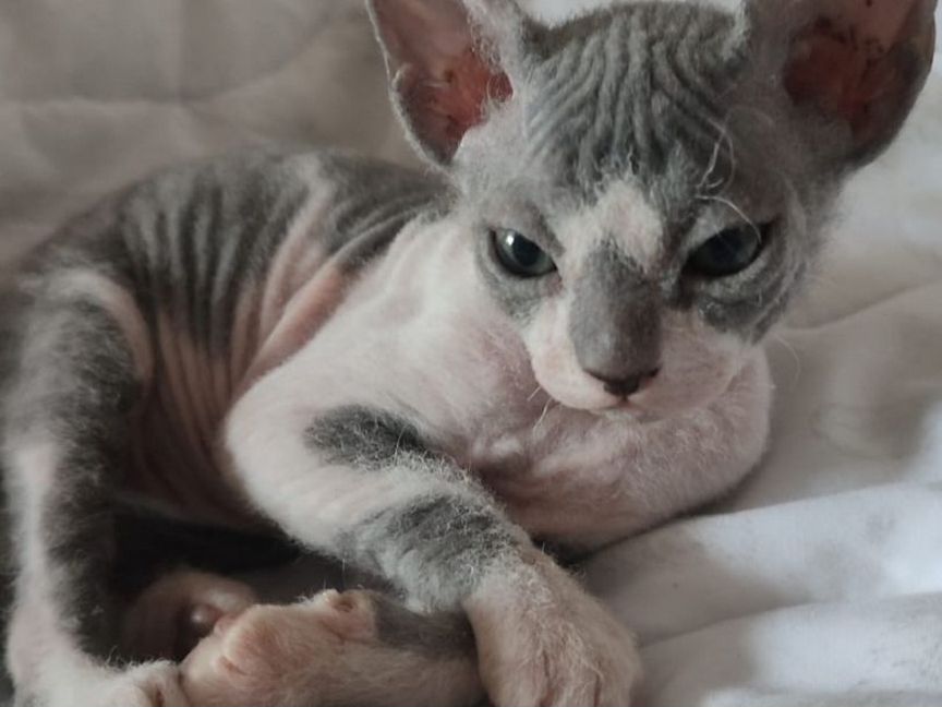 Донской сфинкс котята