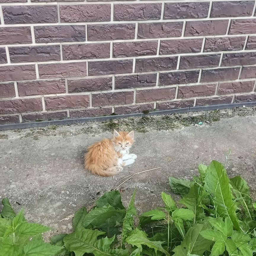 Два диких котенка