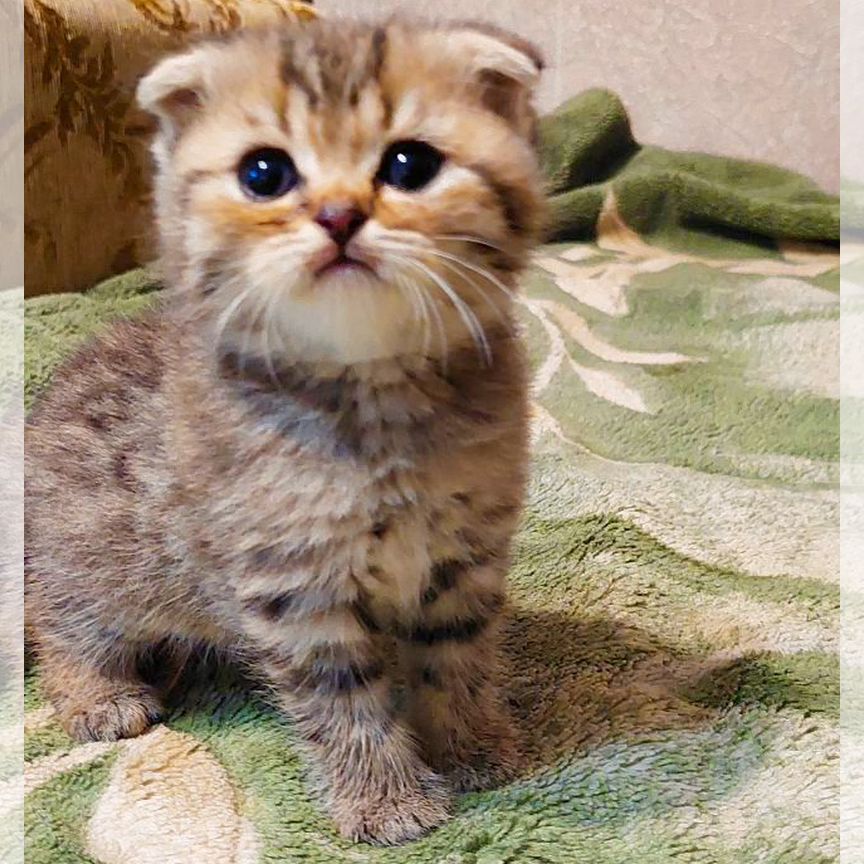 Шотландские вислоухие котята