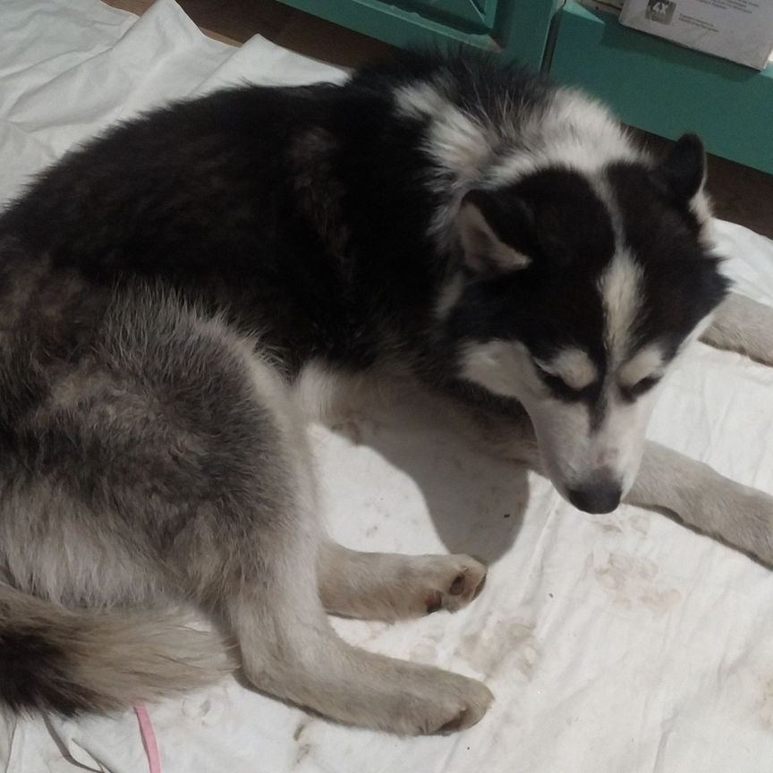 Найдена Сибирская хаски