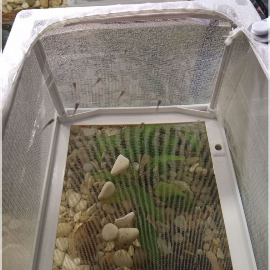 Мальки гуппи (красный дракон)