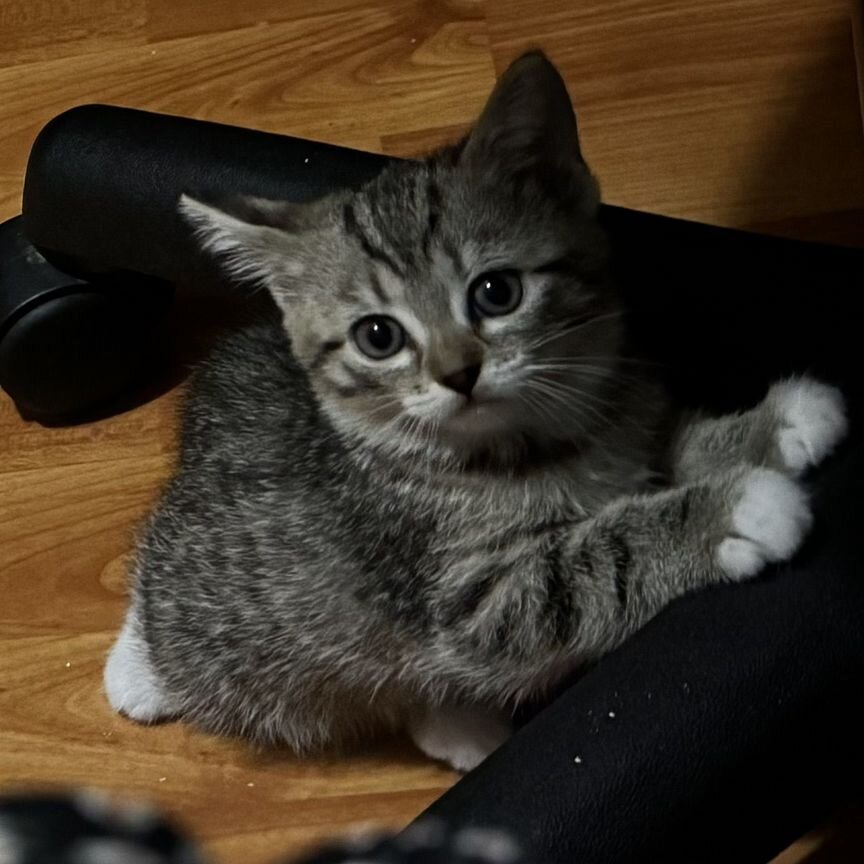 Котёнок в добрые руки