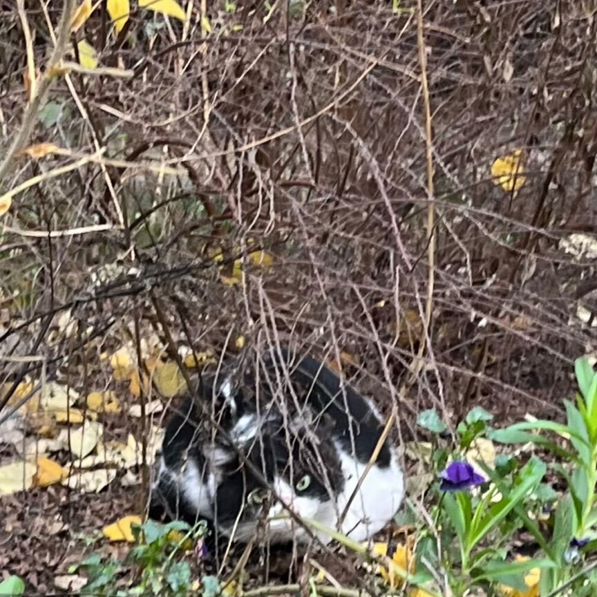 Взрослый кот в добрые руки