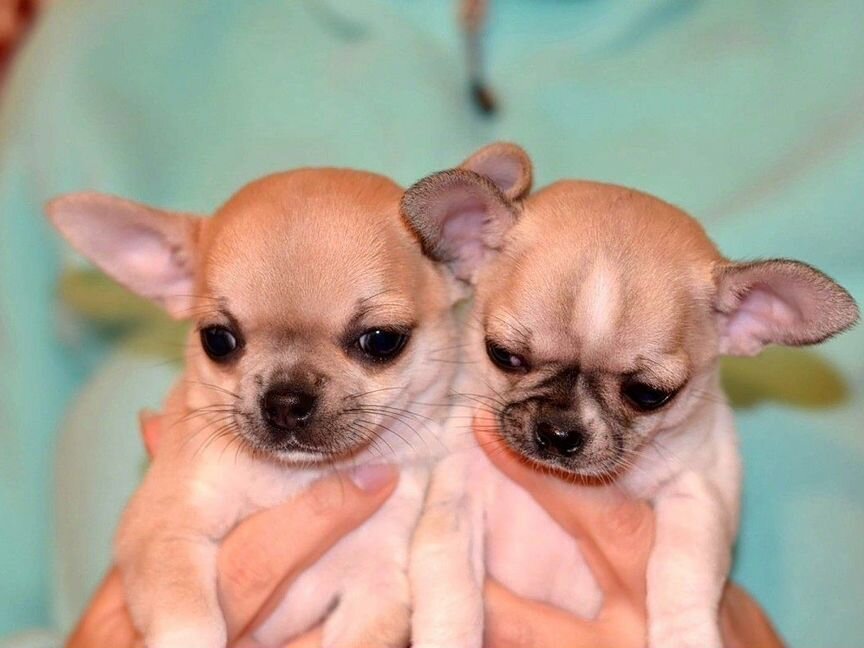 Щенки чихуахуа