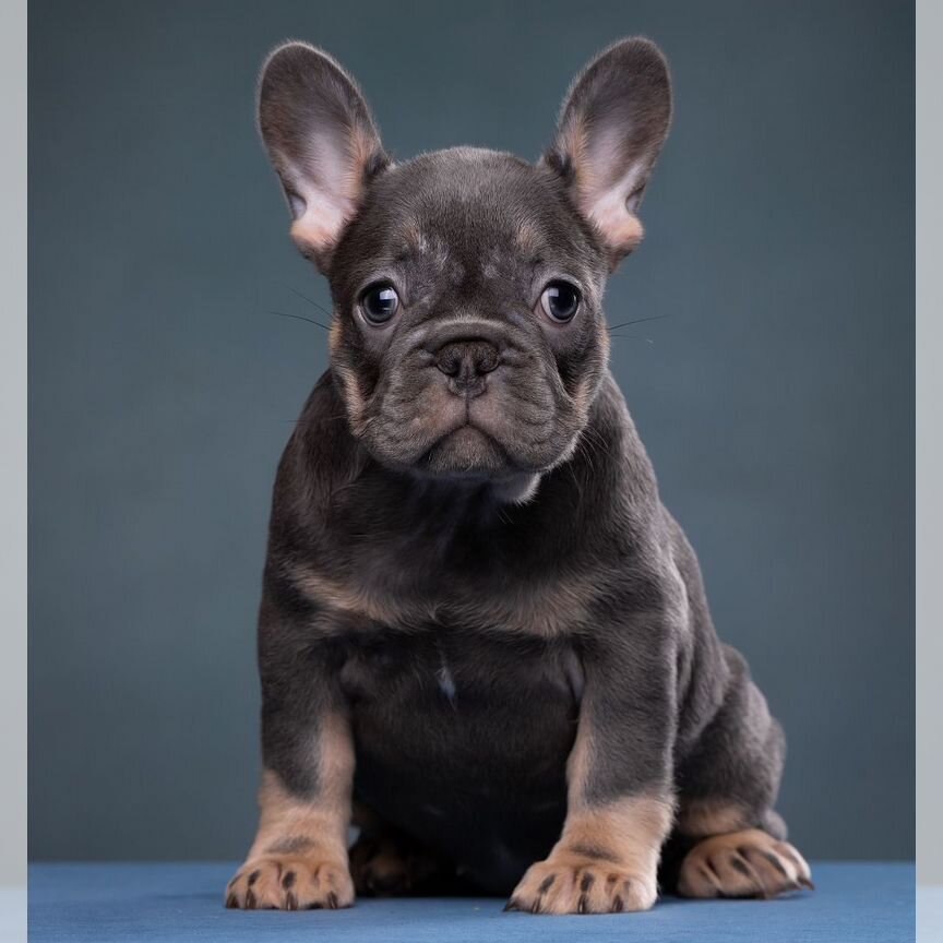 Французский бульдог, щенок