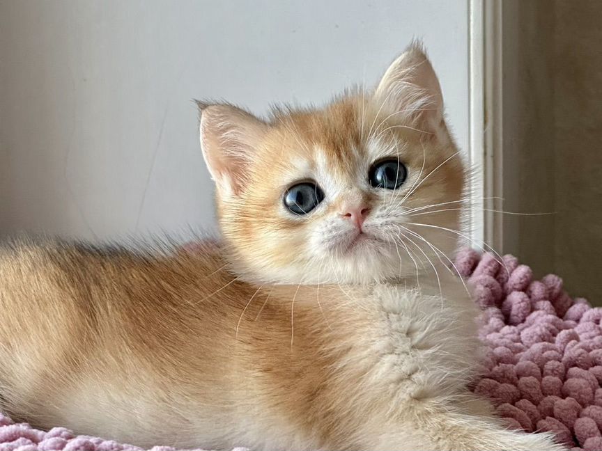 Шикарный мордастый апельсин золотая шиншилла ny12