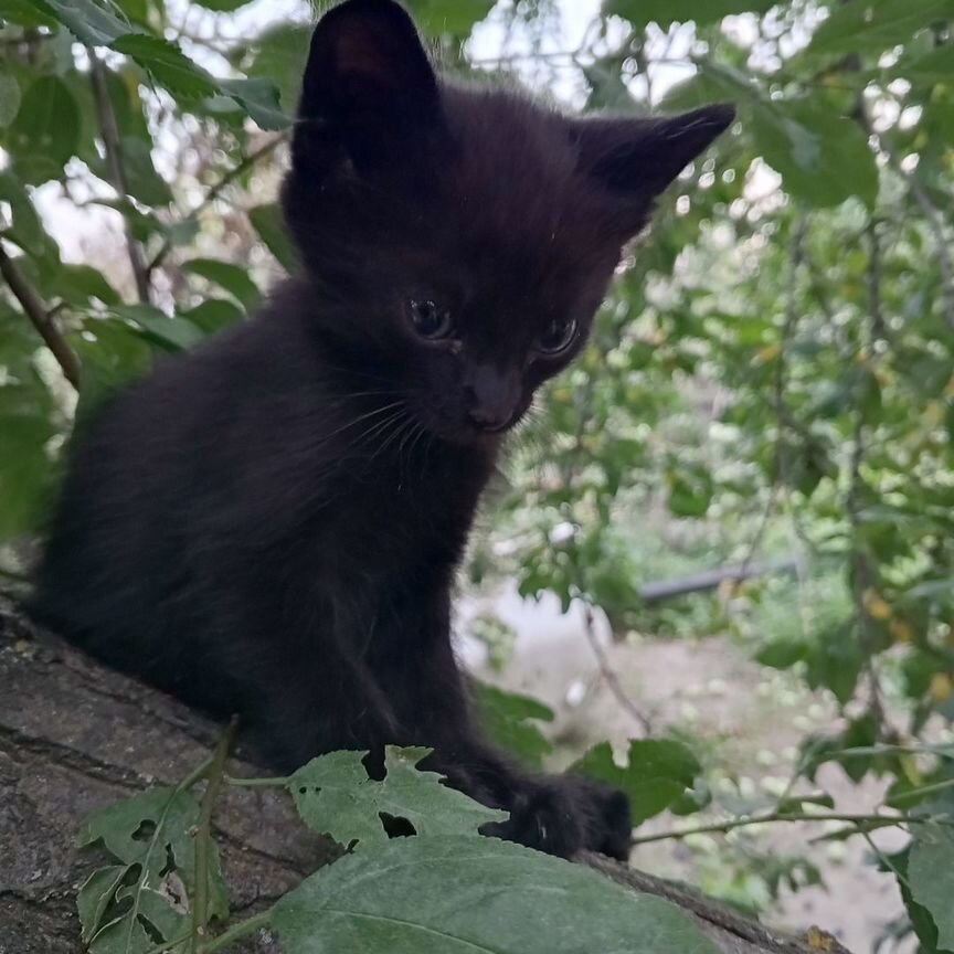Котята ищут новый дом