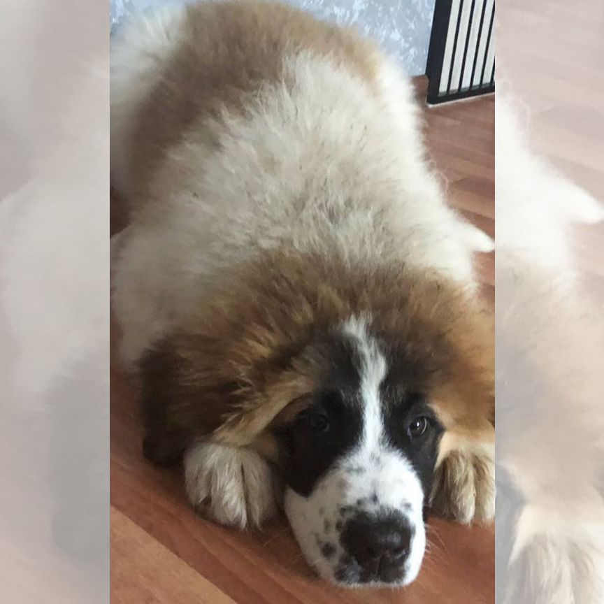 Московская сторожевая, щенок