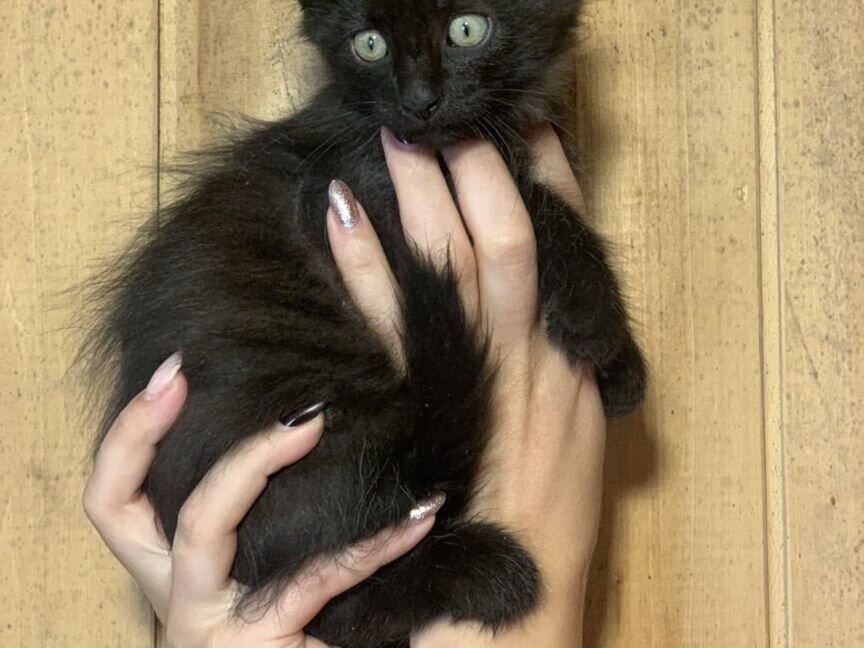 Котёнок помесь мейн куна