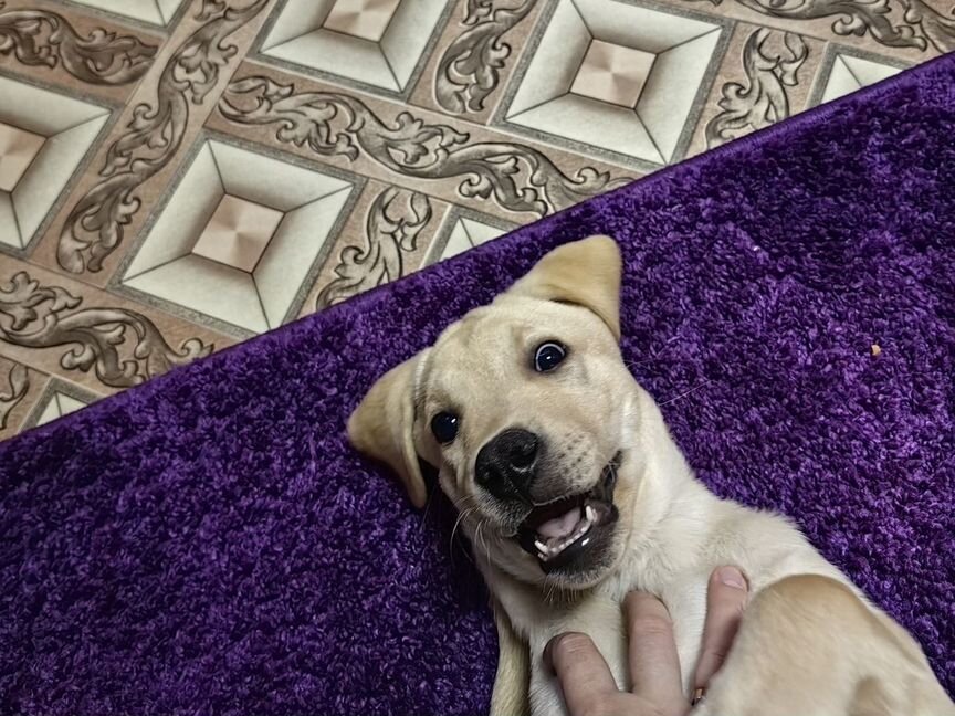 Щенки лабрадора