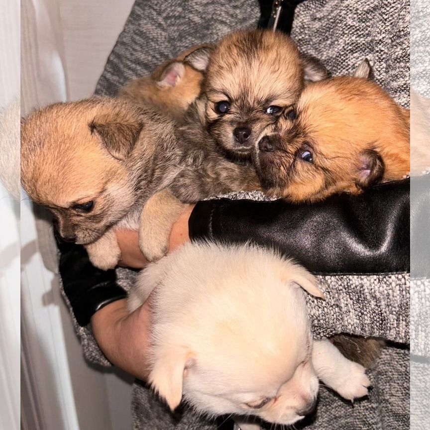 Щенки шпица, малый немец