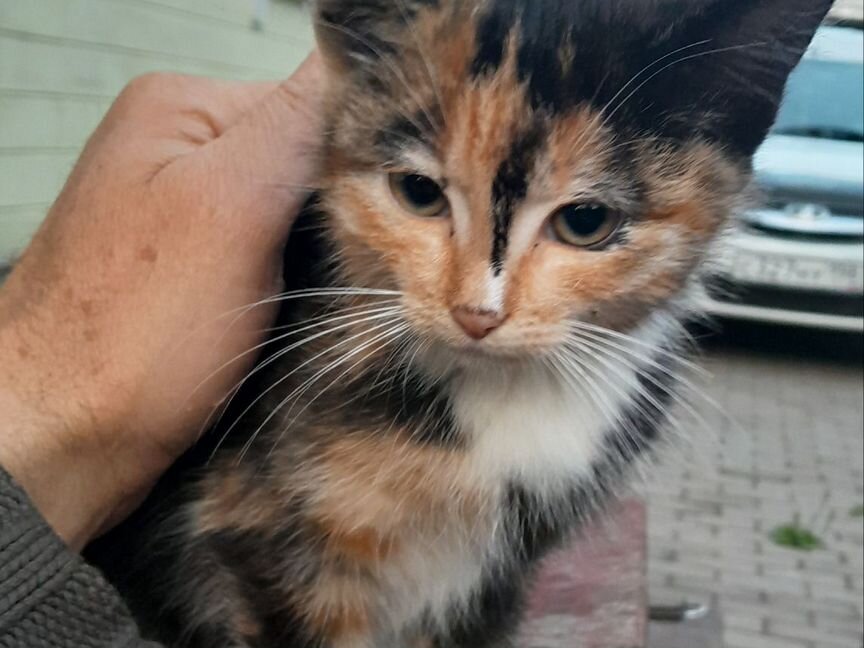 Котята)