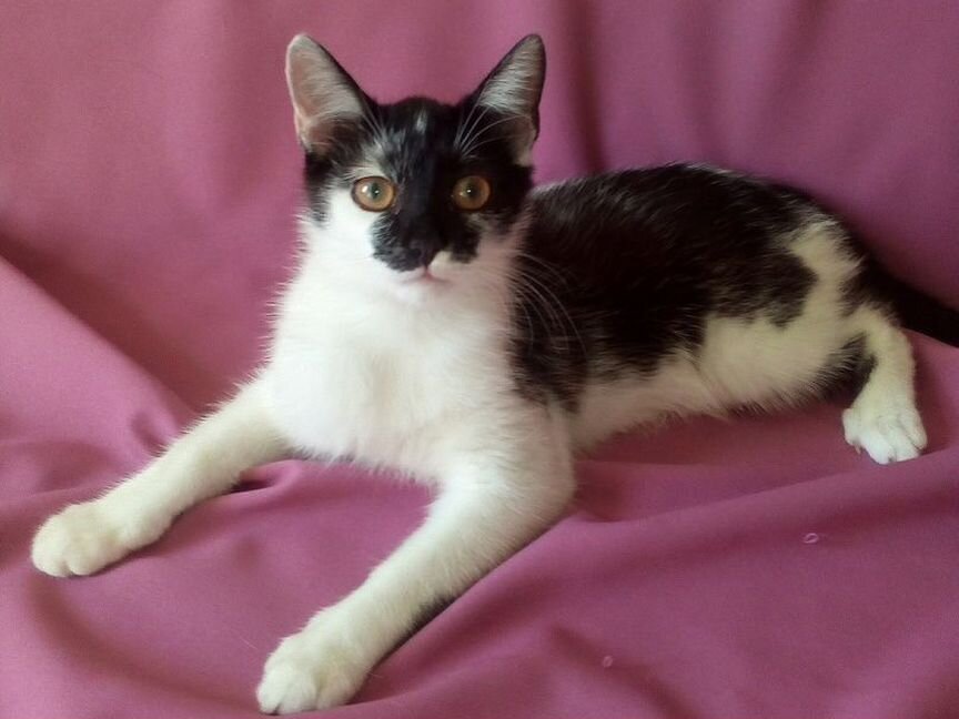 Кошечка в добрые руки