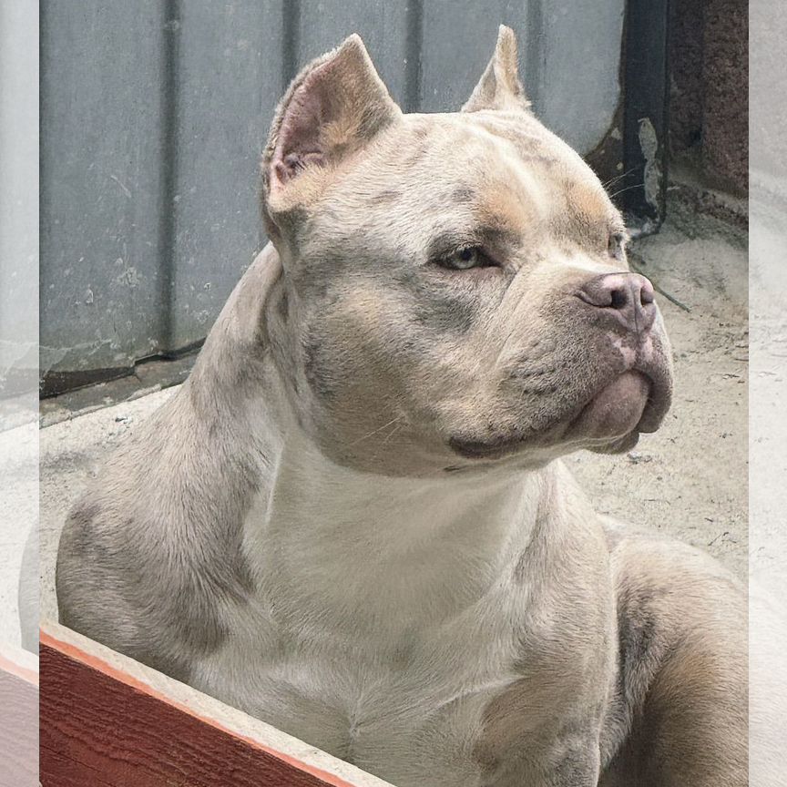 Американский булли, щенок