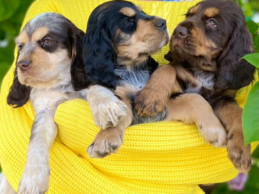 Кокер спаниель