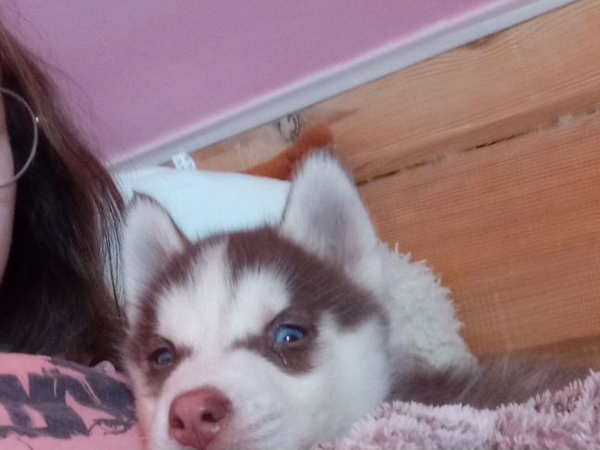 Потерялся щенок