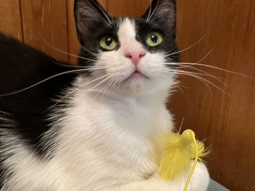 Котенок подросток Катя