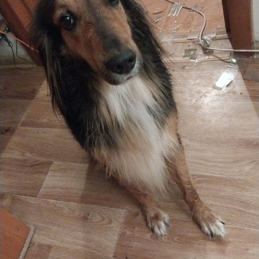 Отдам в добрые руки