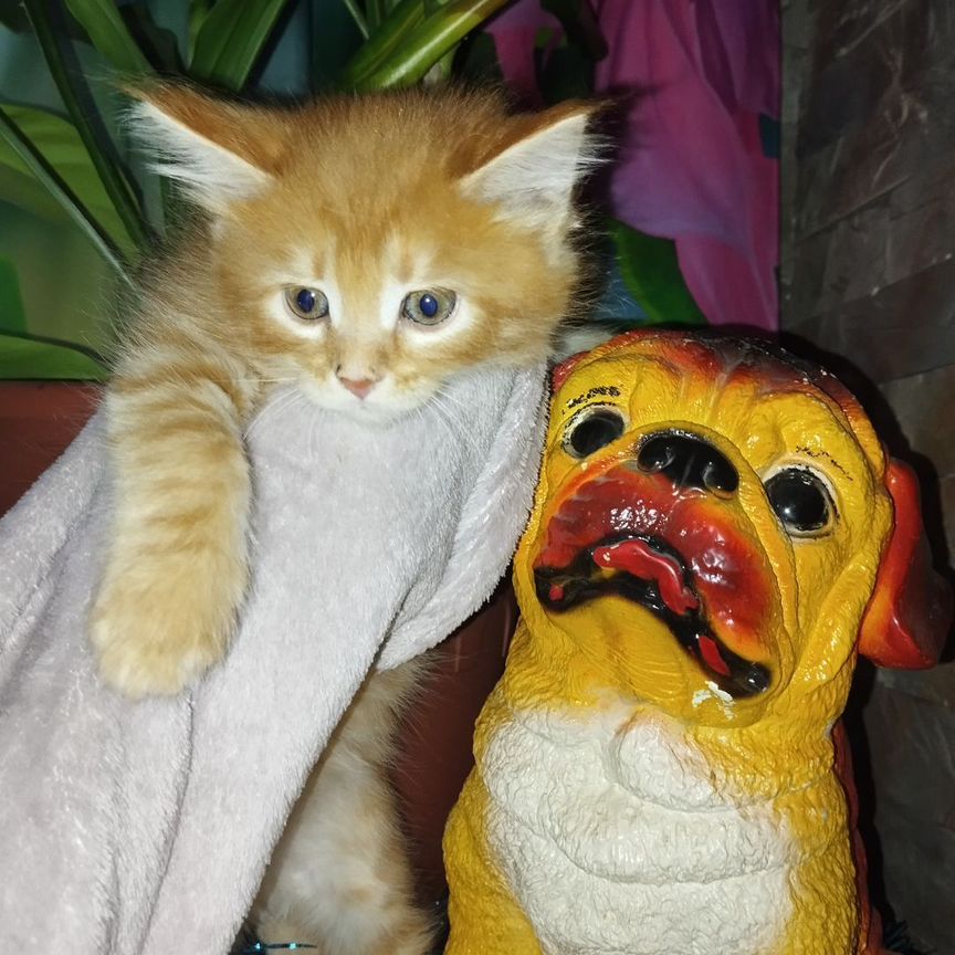 Котята мейкун метисы