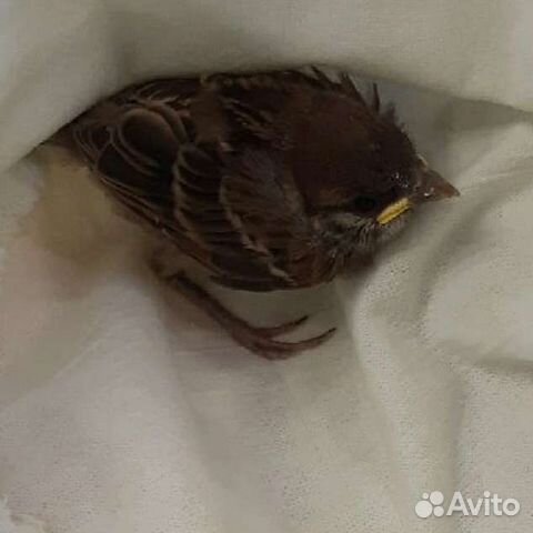 Воробышек птенчик выпал