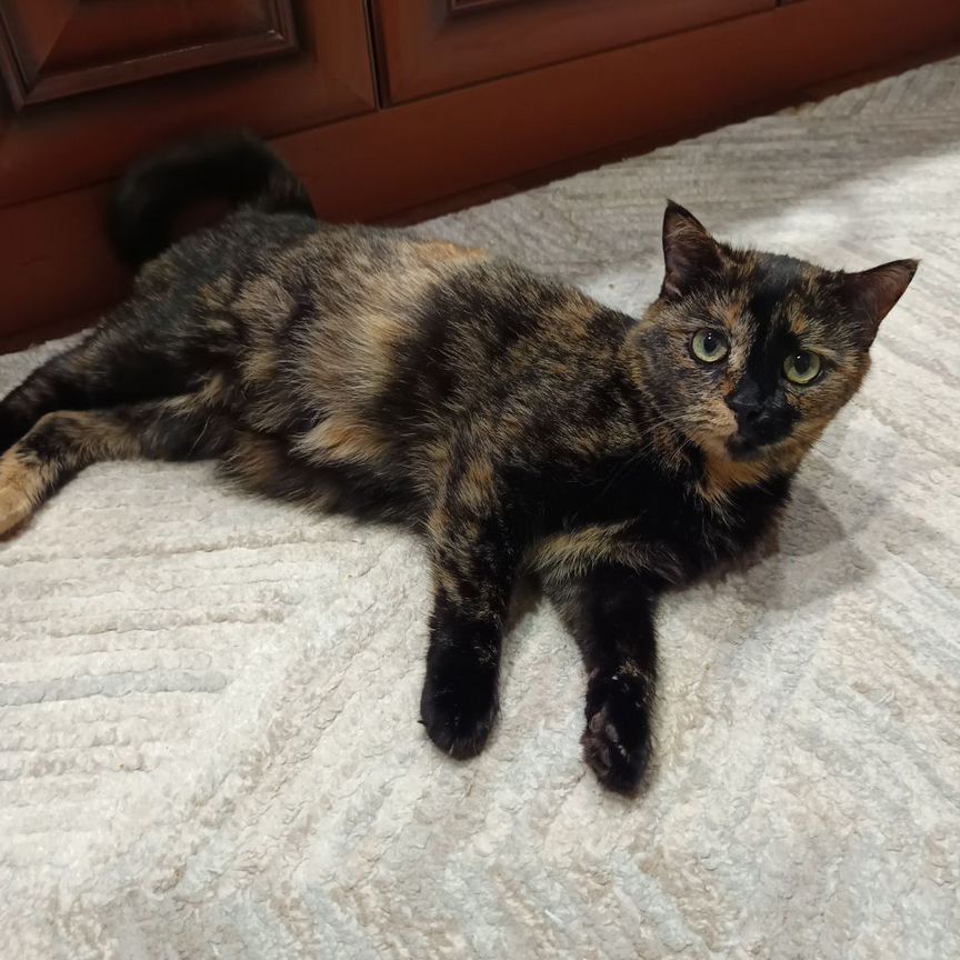 Взрослая, Девочка кошка в добрые руки