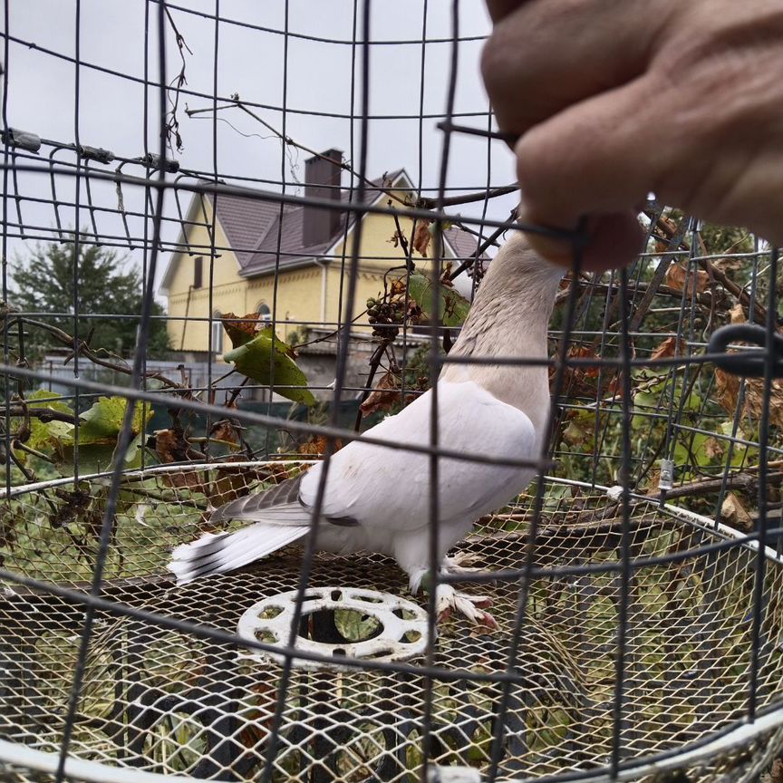 Голуби турецкие