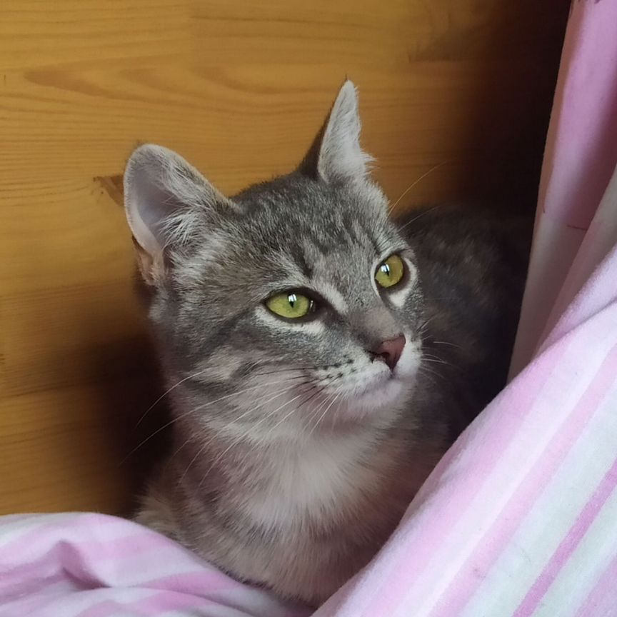 Красивый котëнок Матильда в добрые руки