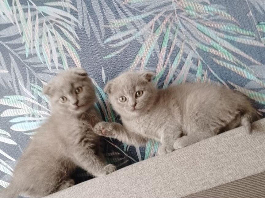 Шотландские котята