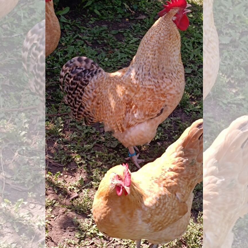 Петух Нидерхайнер