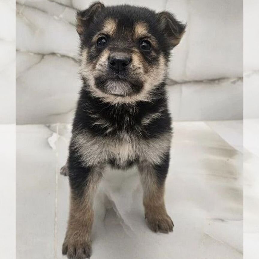 Щенок в добрые руки