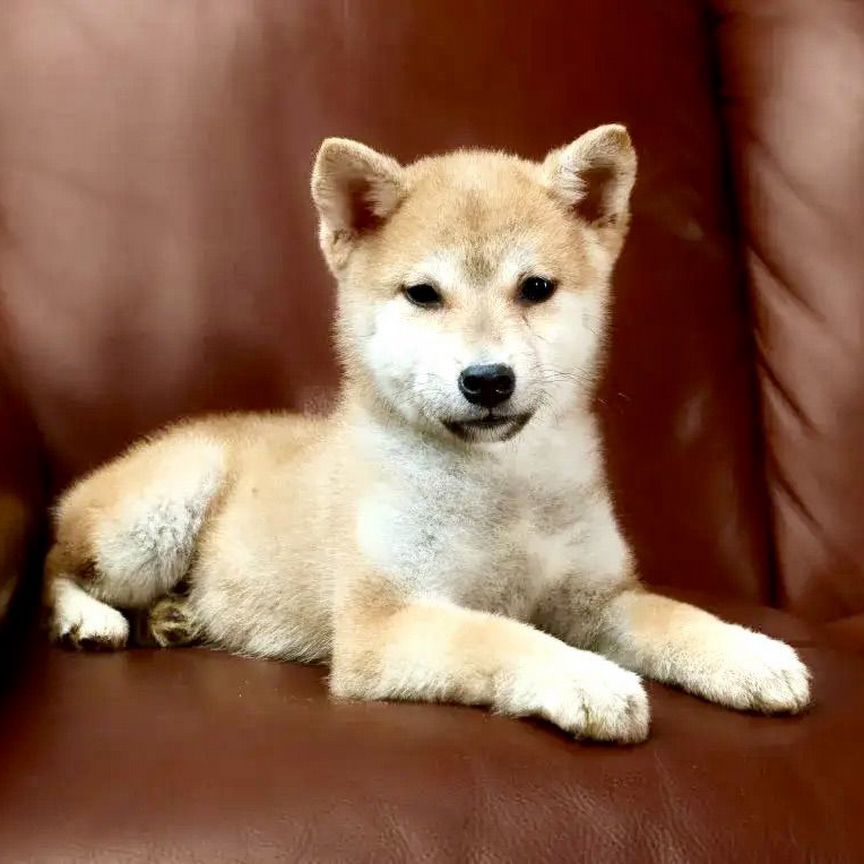 Сиба-ину, щенок