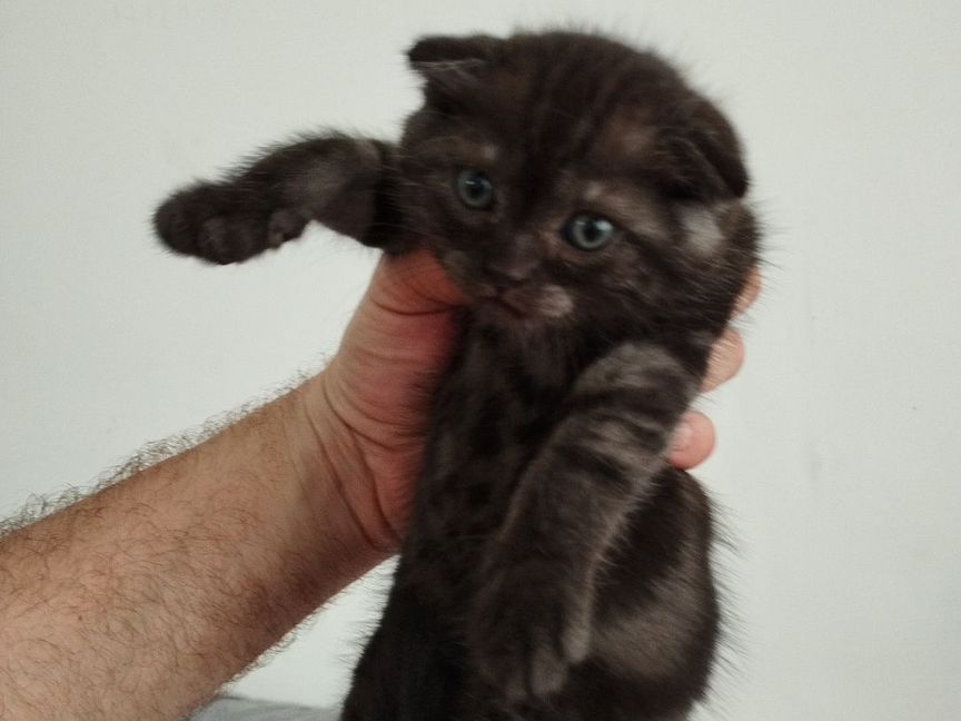 Шотландские котята