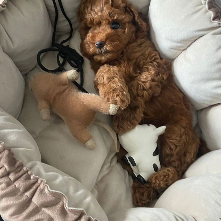 Мальтипу ф1 девочки и мальчики