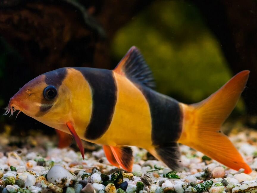 Боцио клоун (аквариумные рыбки)