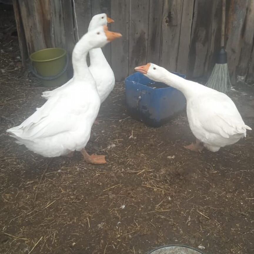 Гусь индюки