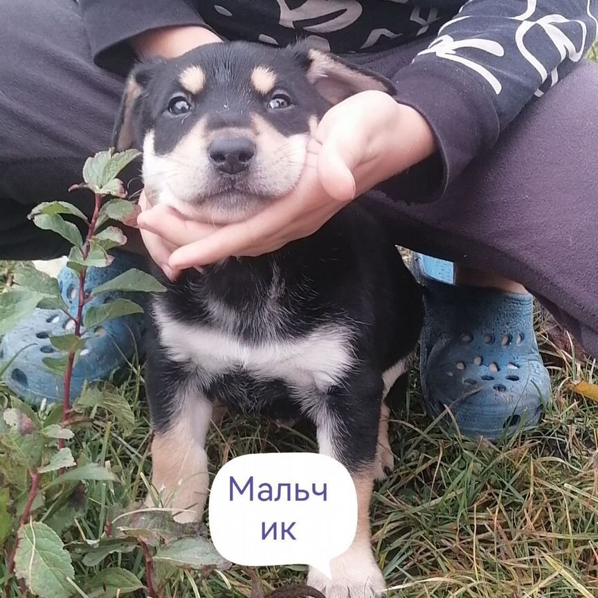 Сибирский хаски, щенок