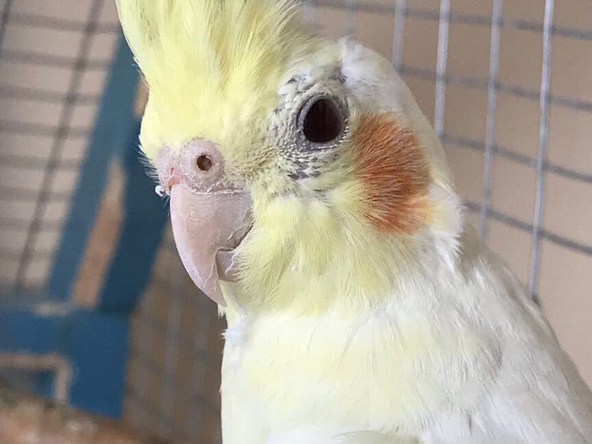 Ручной попугай