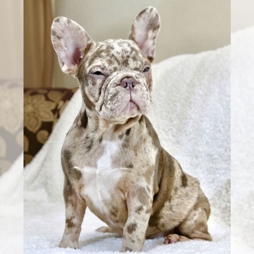 Французский бульдог, щенок