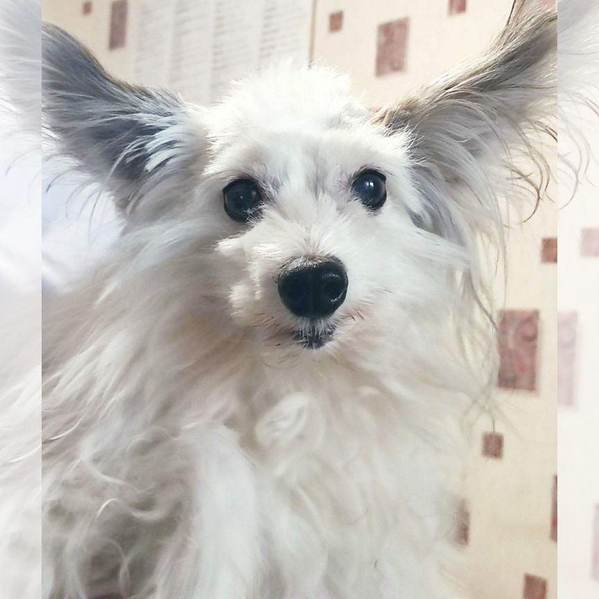 Взрослый пёс в добрые руки