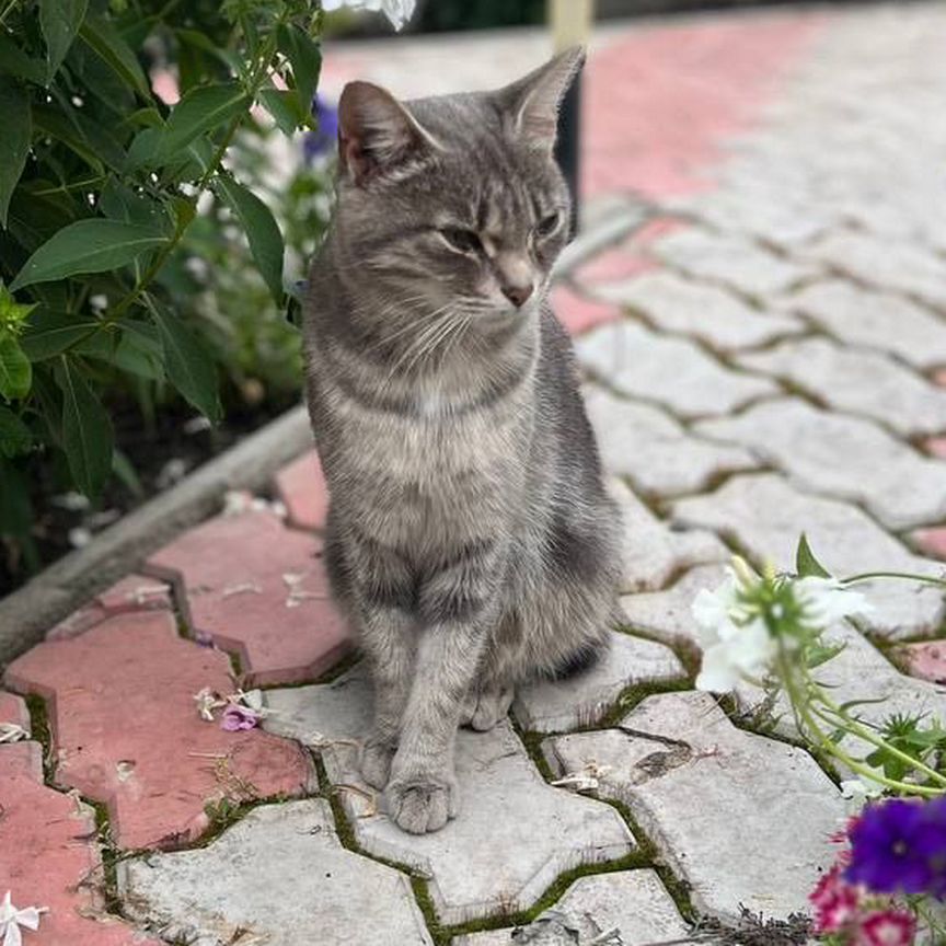 Отдам кошек в хорошие руки