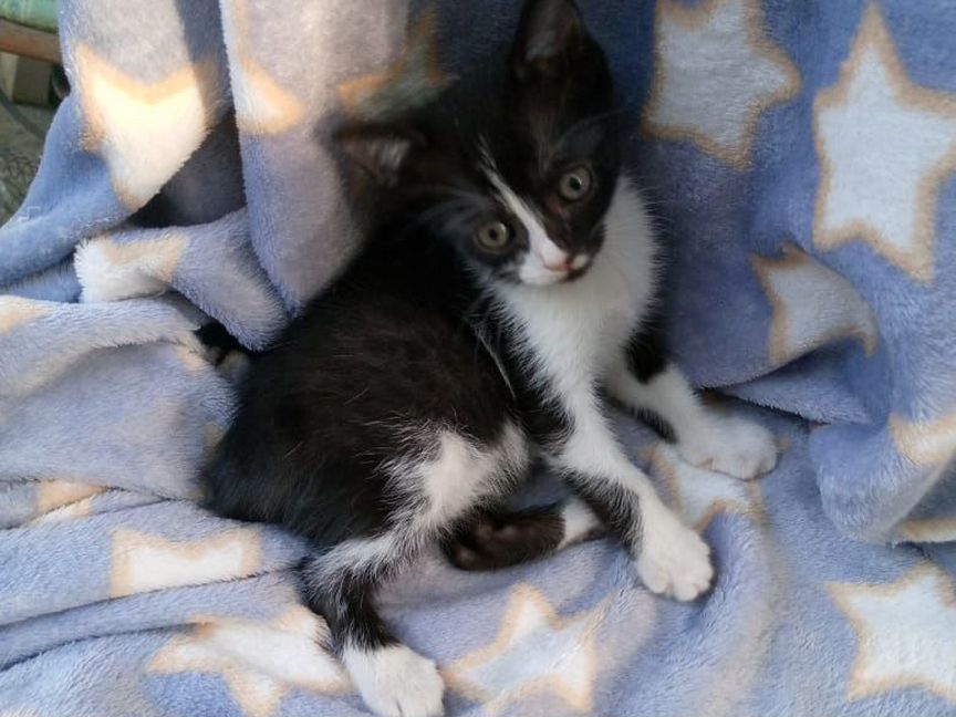 Котёнок в добрые руки