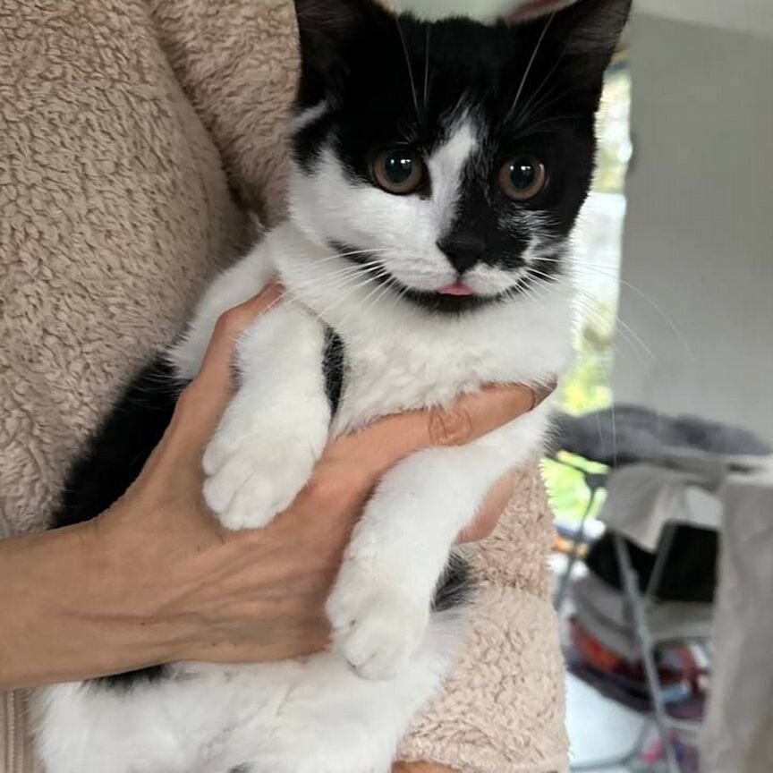 Очень красивый котик в добрые руки