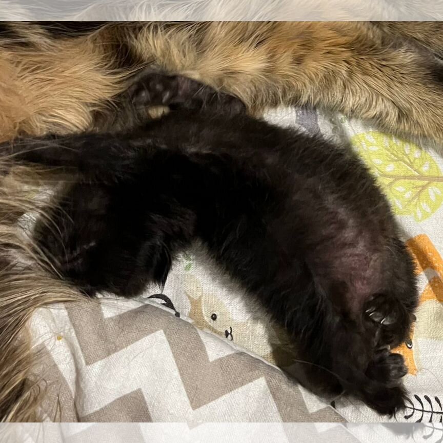 Мейн-кун котёнок