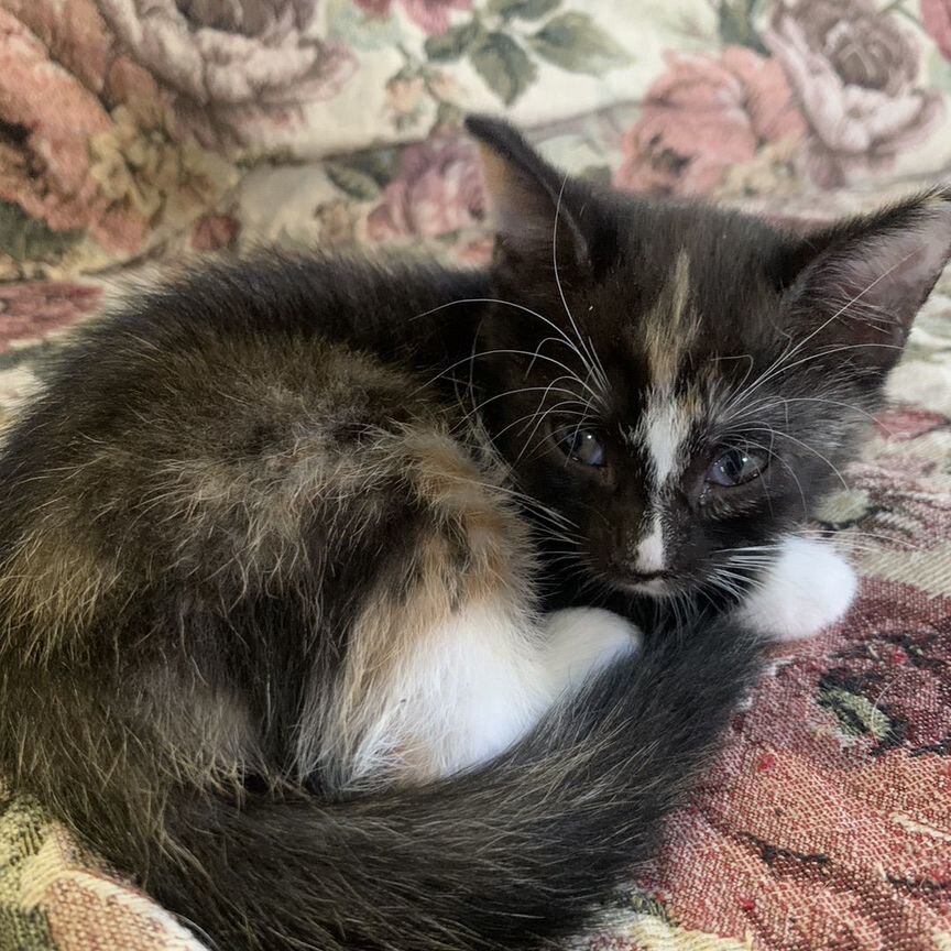 Катенок девочка, трех цветный