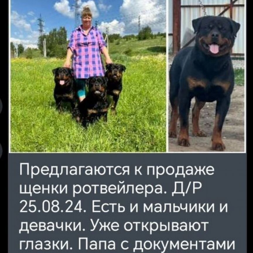 Щенки ротвейлера