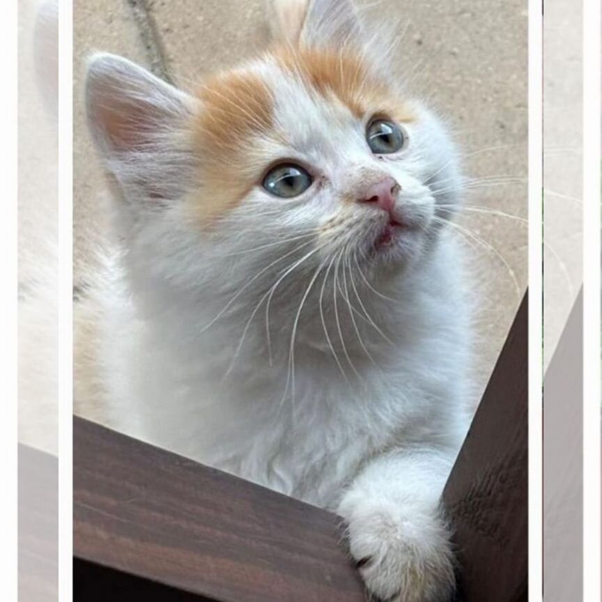 Кошечка в приюте ей 2 мес